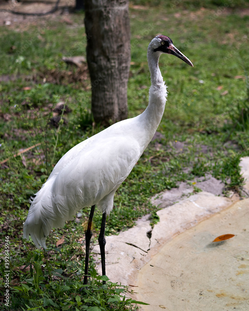 Whooping crane stock photos. Whooping crane close-up profile view ...