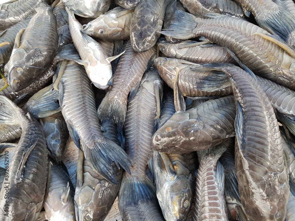 Loricariidae is the largest family of catfish (order Siluriformes ...