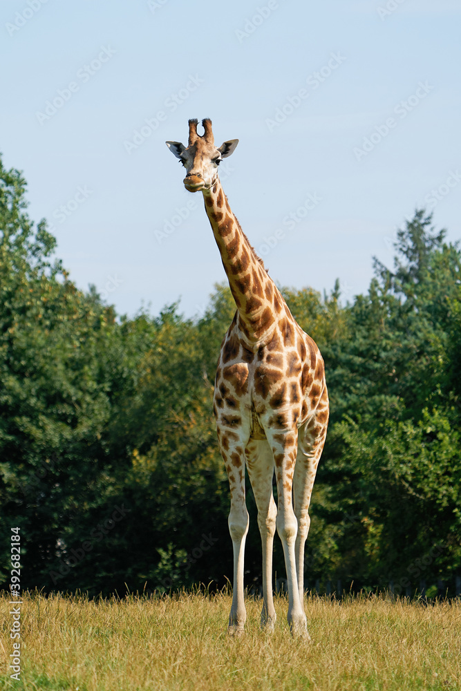 Giraffe Full Body Profile