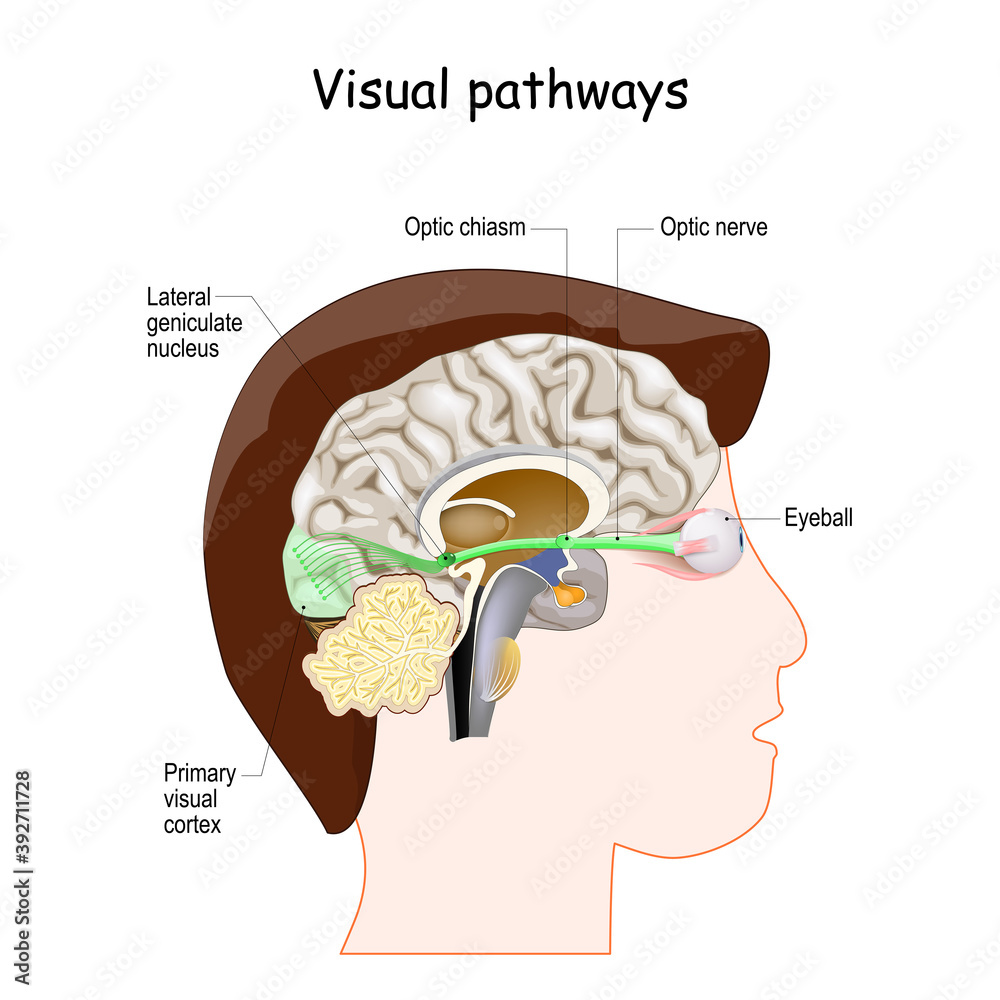 Visual Pathways and Optic nerve anatomy Stock Vector | Adobe Stock