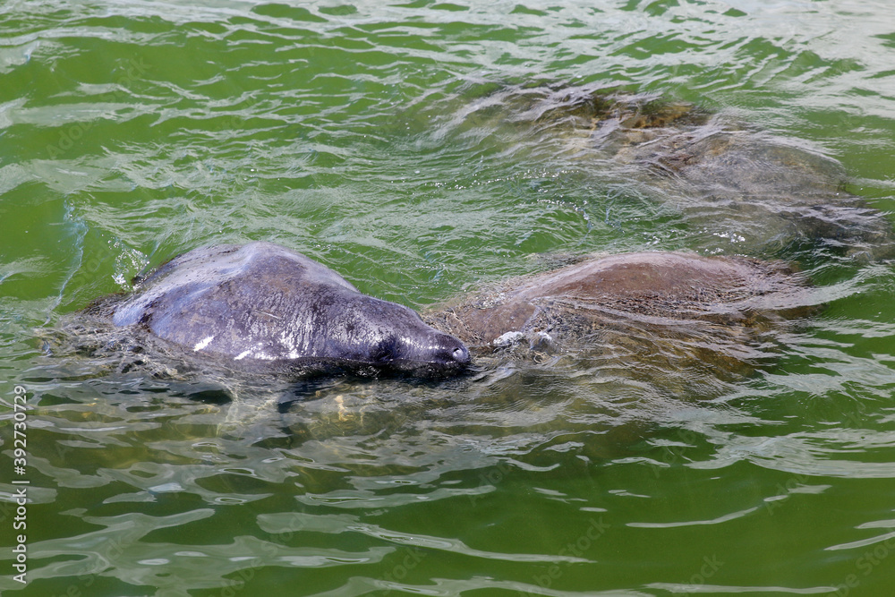 Manatees Mating