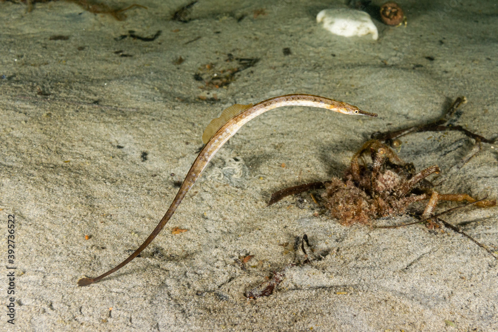 Northern Pipefish