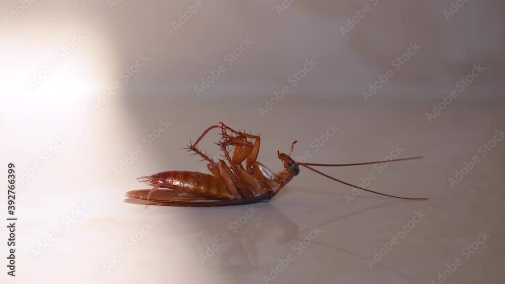 Cockroach lying upside down on floor in house and trying to get up on ...