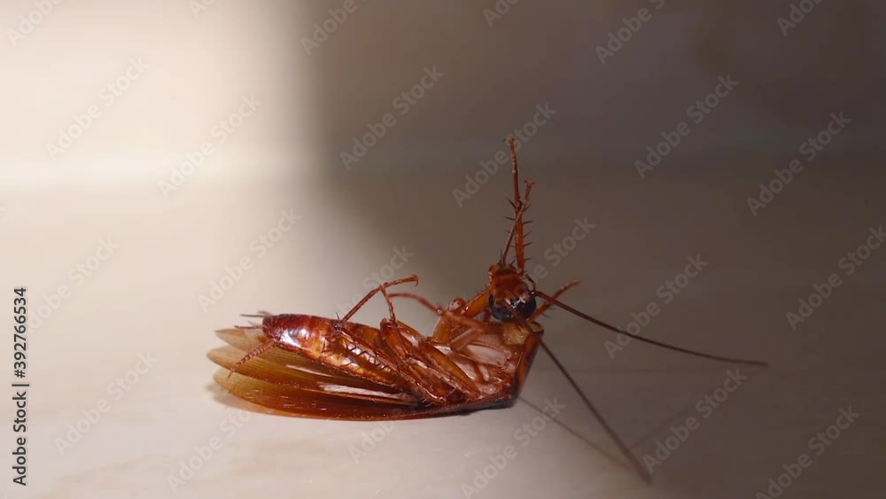 Cockroach lying upside down on floor in house and trying to get up on ...