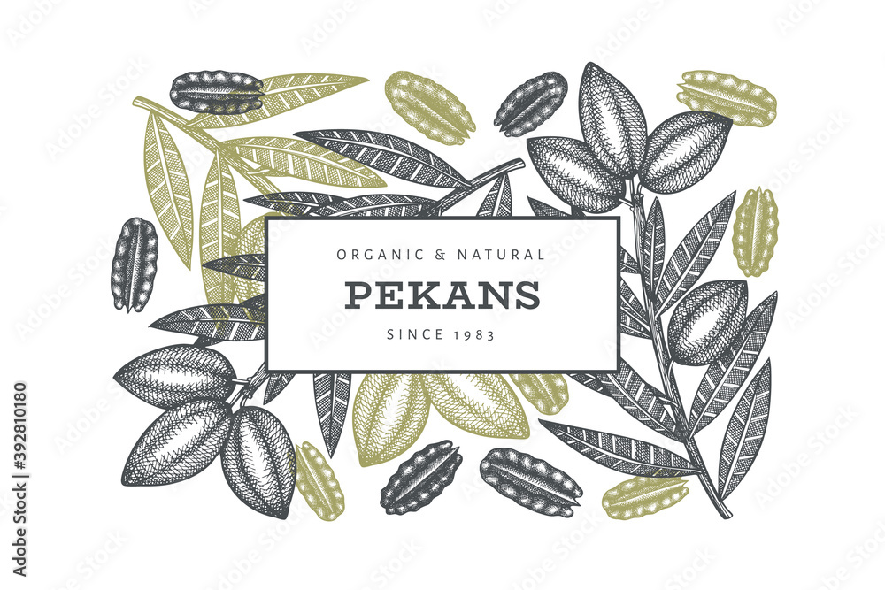 Hand drawn pecan branch and kernels design template. Organic food ...