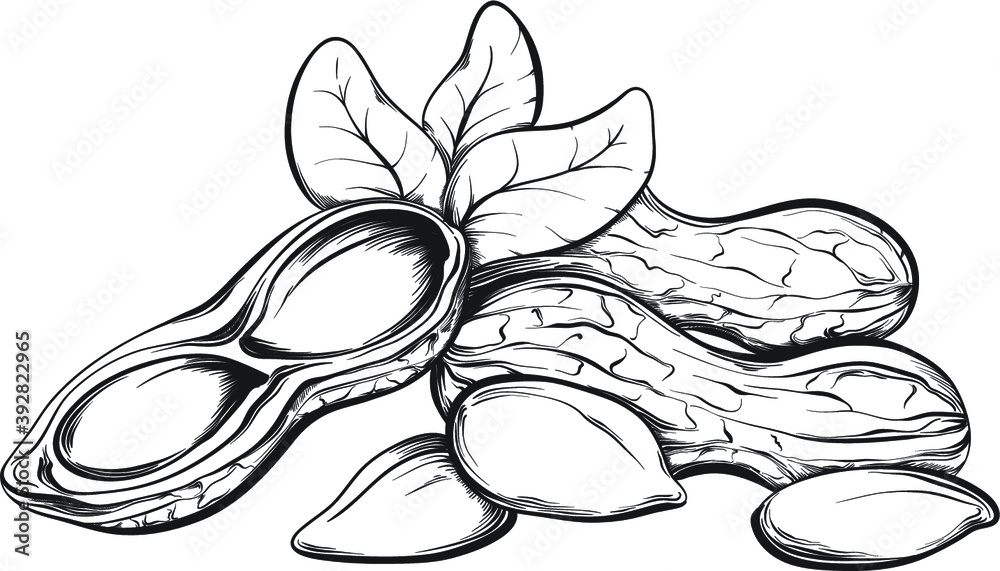 Peanuts. Hand drawn sketches vector illustration on white background in ...