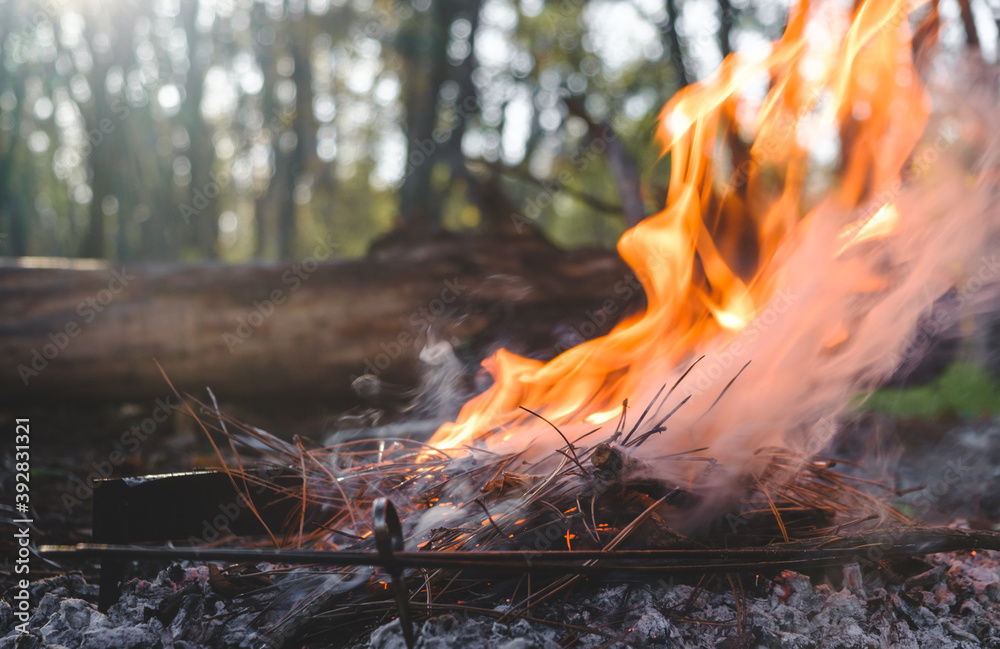 Small Campfire In Forest