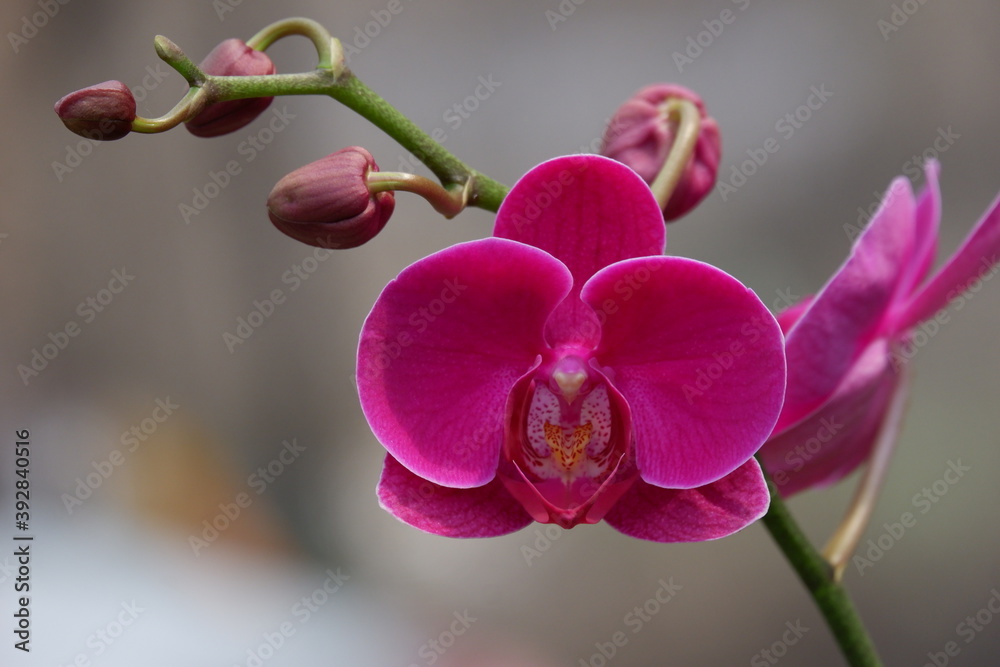 Bunga Anggrek Bulan Ungu , Close up view of beautiful purple ...