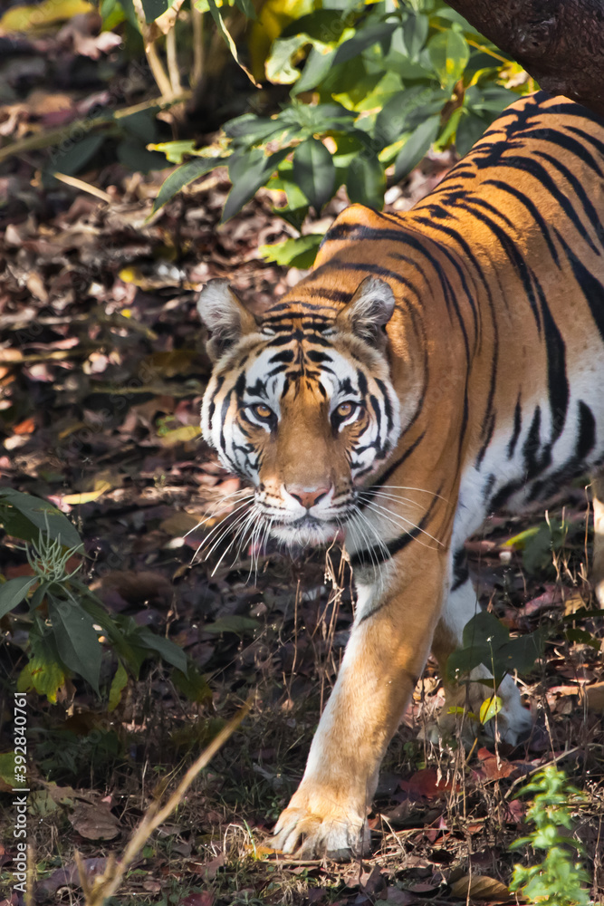 The red tiger comes out of the dark thicket of the forest. kanha. India ...