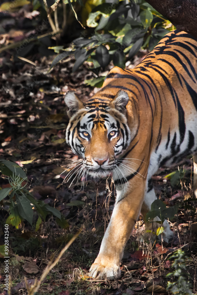 The red tiger comes out of the dark thicket of the forest. kanha. India ...