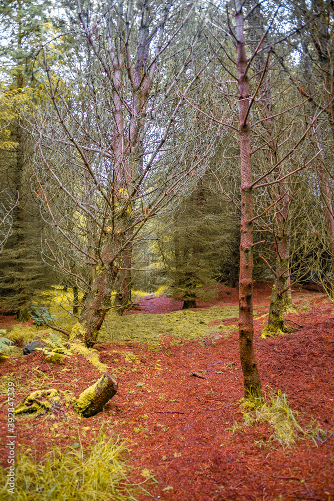 Magical fairytale forest with ancient evergreen trees, moos and lichen ...