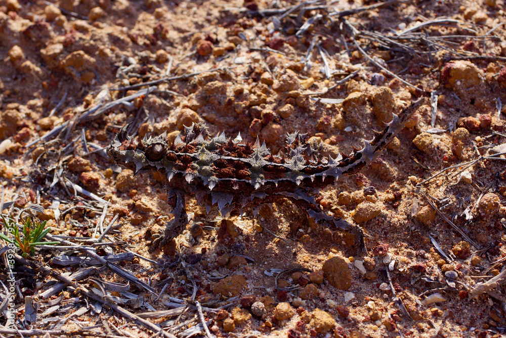 Foto de Australian Thorny Devil, Moloch horridus, an ant-eating lizard ...