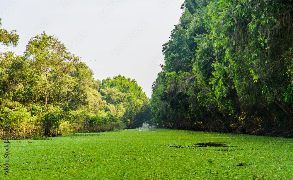 Sailing boat in Tra Su flooded indigo forest trees, a preserved forest ...