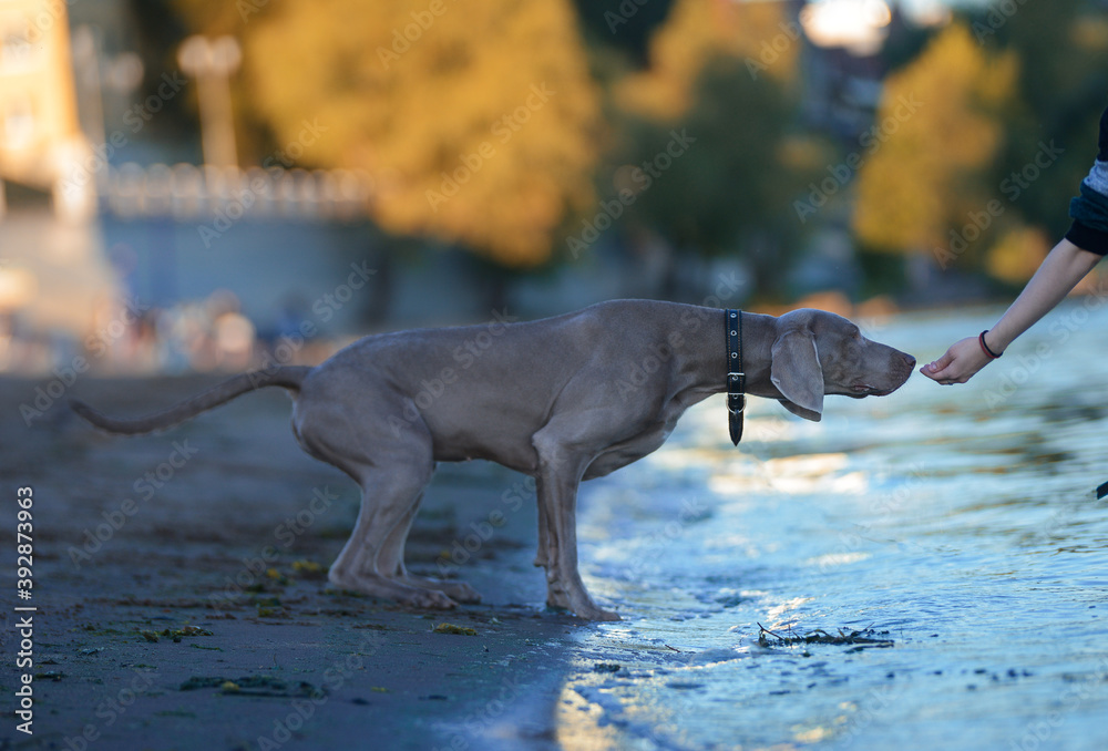 Training dog swimming. The dog is afraid of water. tame dog and ...