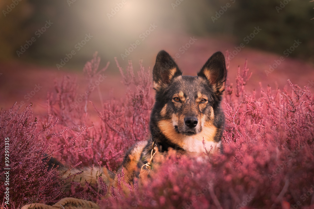 Dog Stock Photo | Adobe Stock