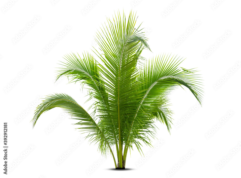 Small coconut palm tree seedling isolate on white backgrund. Stock ...