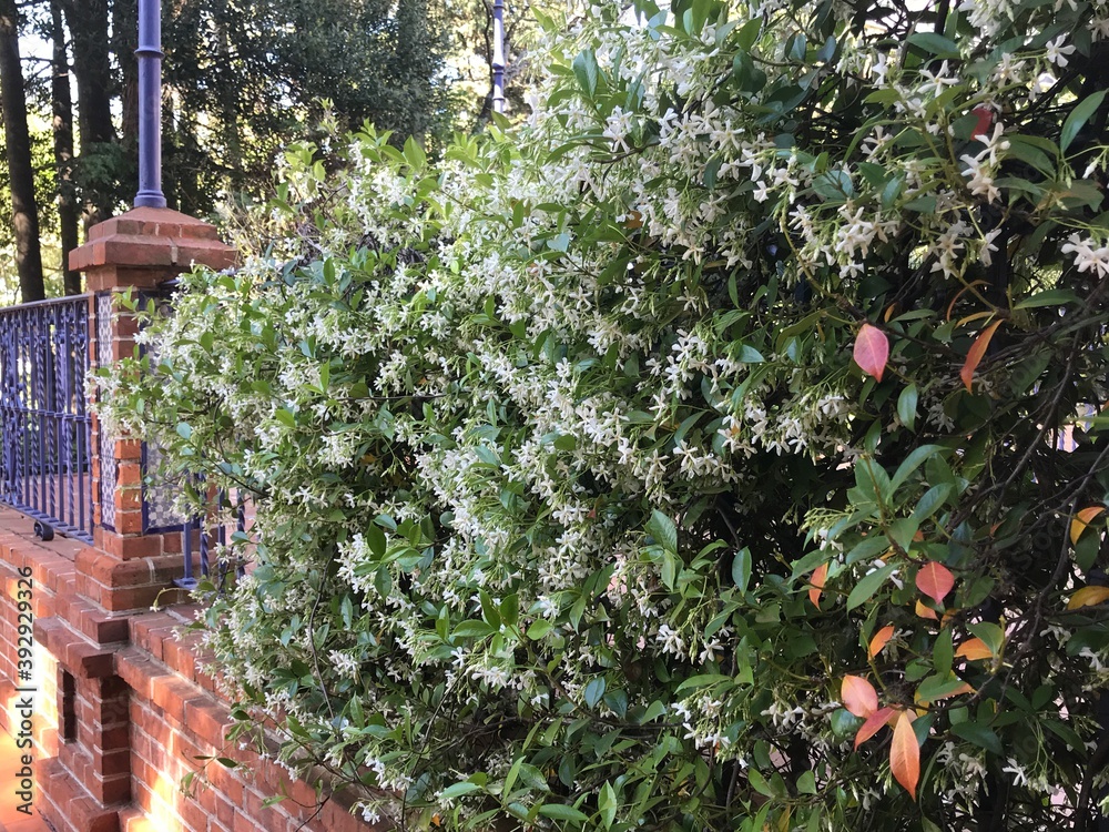Trachelospermum jasminoides, confederate jasmine, southern jasmine ...