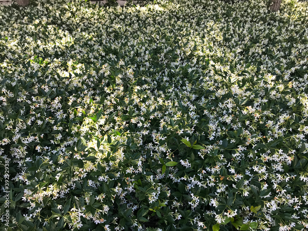Trachelospermum jasminoides, confederate jasmine, southern jasmine ...