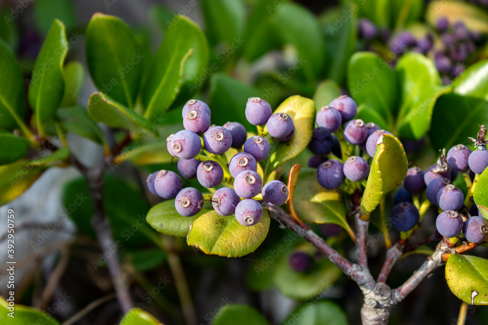 Fruit-bearing Rhaphiolepis indica. Evergreen shrub, multi-stemmed dwarf ...