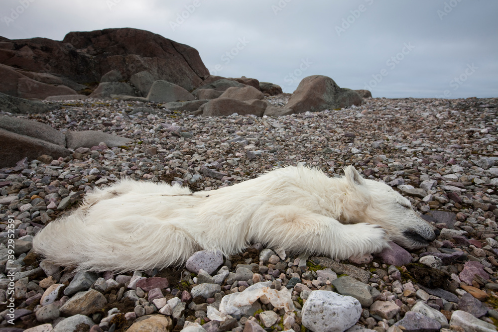Dead Polar Bear Cub, Svalbard, Norway Stock Photo | Adobe Stock