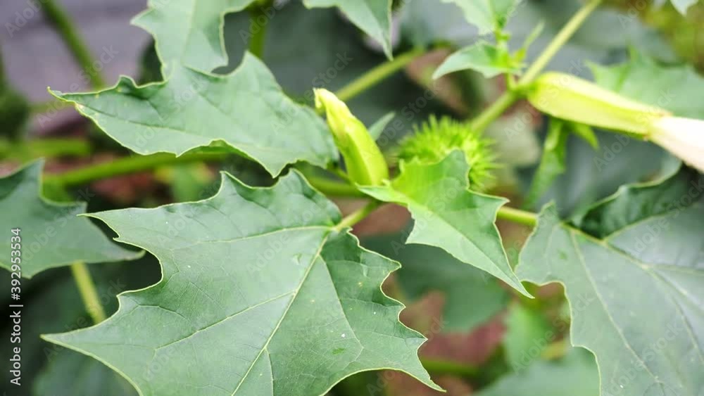 Hallucinogen plant Devil's Trumpet (Datura Stramonium) in 4K VIDEO ...