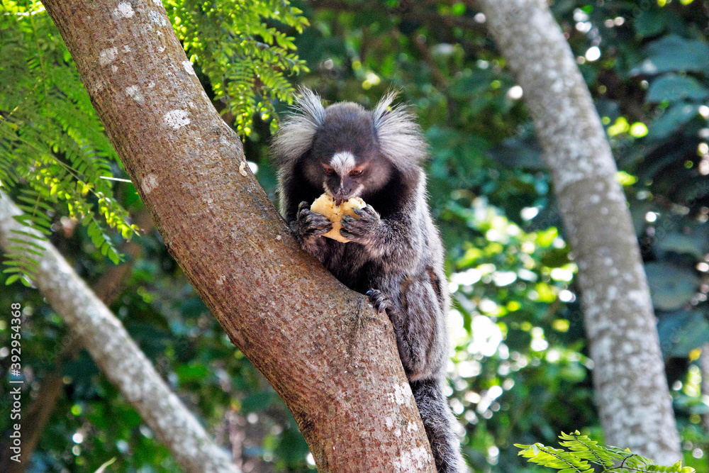 Sagui comendo fruta Stock Photo | Adobe Stock