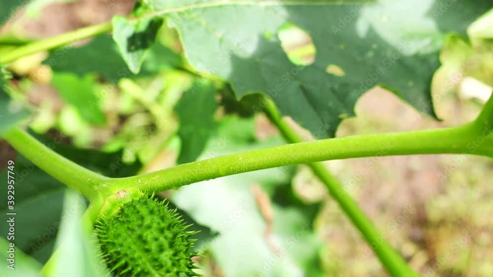 Hallucinogen plant Devil's Trumpet (Datura Stramonium) in 4K VIDEO ...