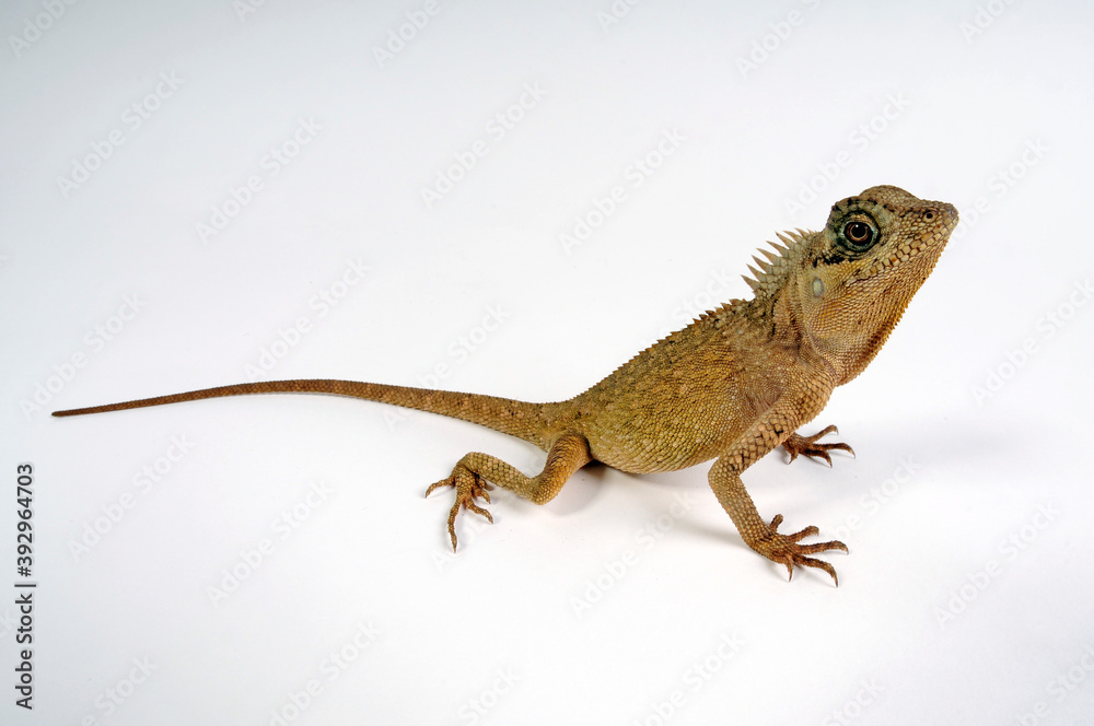 Baby Mountain Horned Lizard