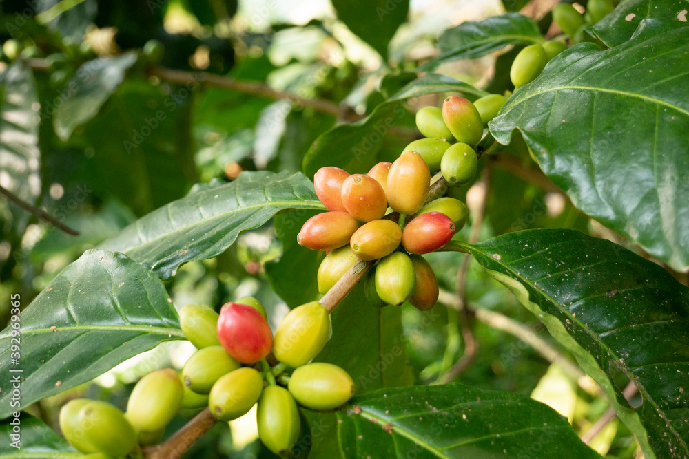 Planta y fruto del café, Coffea arábica Stock-Foto | Adobe Stock