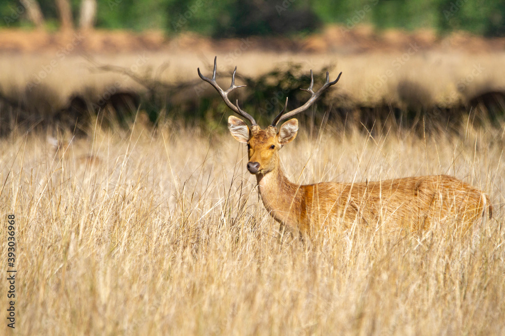 Barasingha, also called swamp deer, Rucervus duvaucelii, Kanha Tiger ...