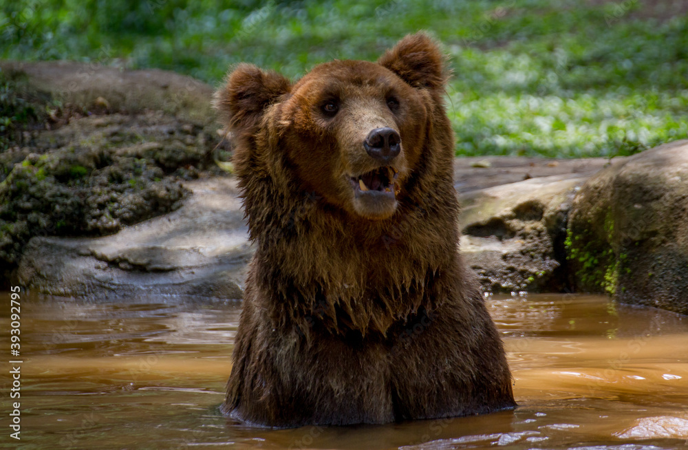 Brown bear looking confused on a pond Stock Photo | Adobe Stock