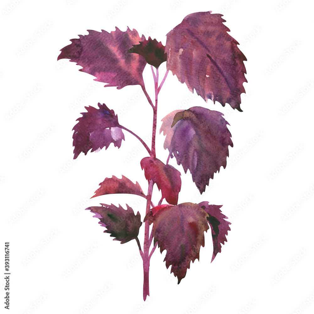Red perilla, Perilla frutescens, crispa, twig of Shiso, Japanese plant ...
