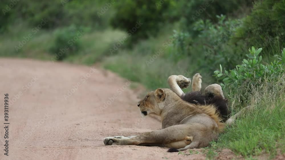 Vídeo do Stock: Wide shot of a male lion rolling over next to his ...
