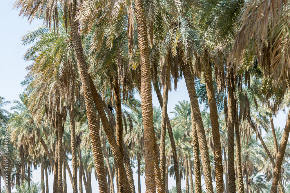 Forest of palm trees in the old Dariyah, Riyadh, the kingdom of Saudi ...