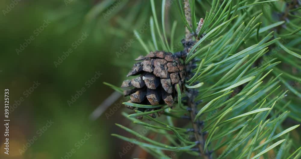 Brown bump on pine tree branch in the forest. Sunlight pierces through ...