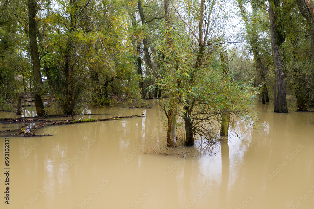 Foto de Flood inside forest with dirty water standing still. Green ...