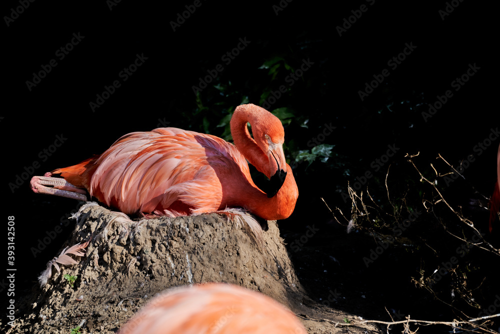 American flamingo, Phoenicopterus ruber, Caribbean flamingo is a tall ...