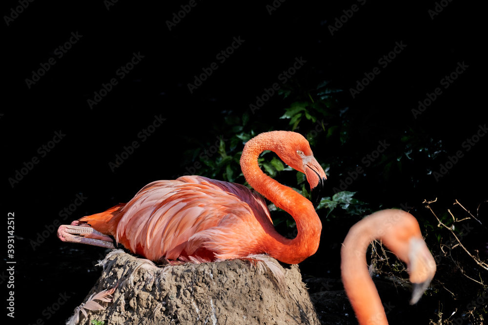 American flamingo, Phoenicopterus ruber, Caribbean flamingo is a tall ...