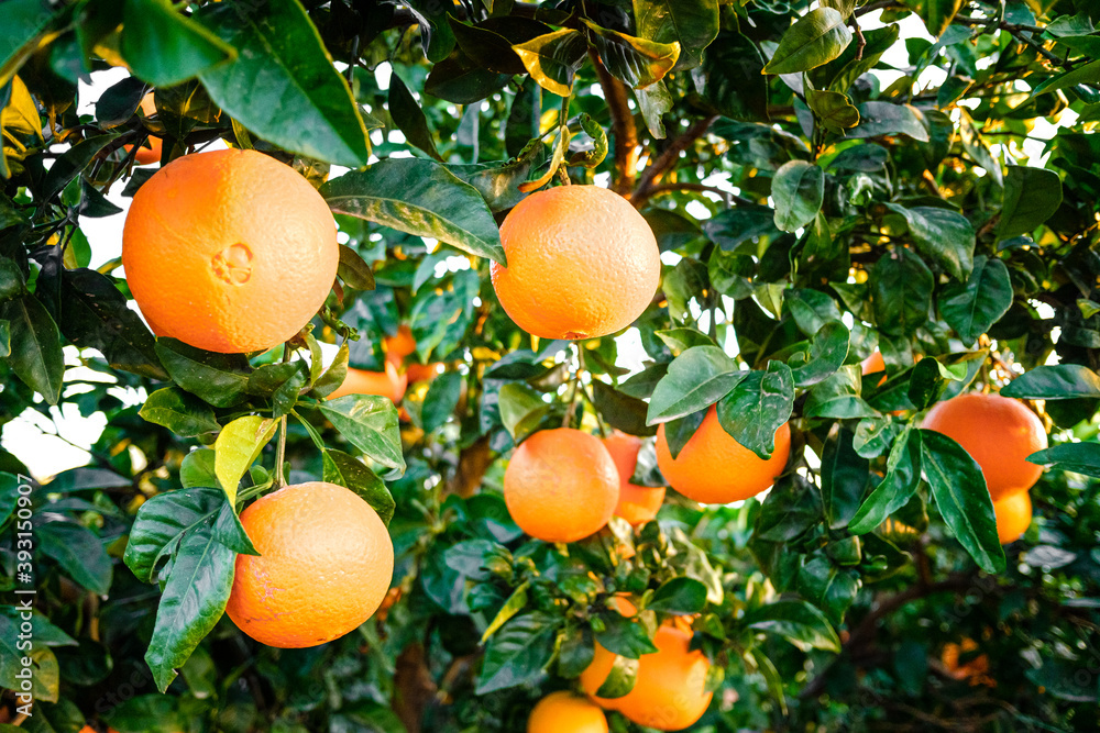 Young orange trees in an orchard full of ripe fruit in an agriculture ...