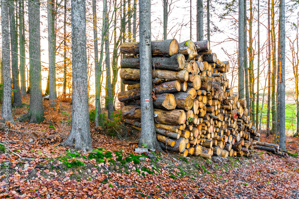Fallen trees and lumber timber in autumn forest during beautiful sunset ...