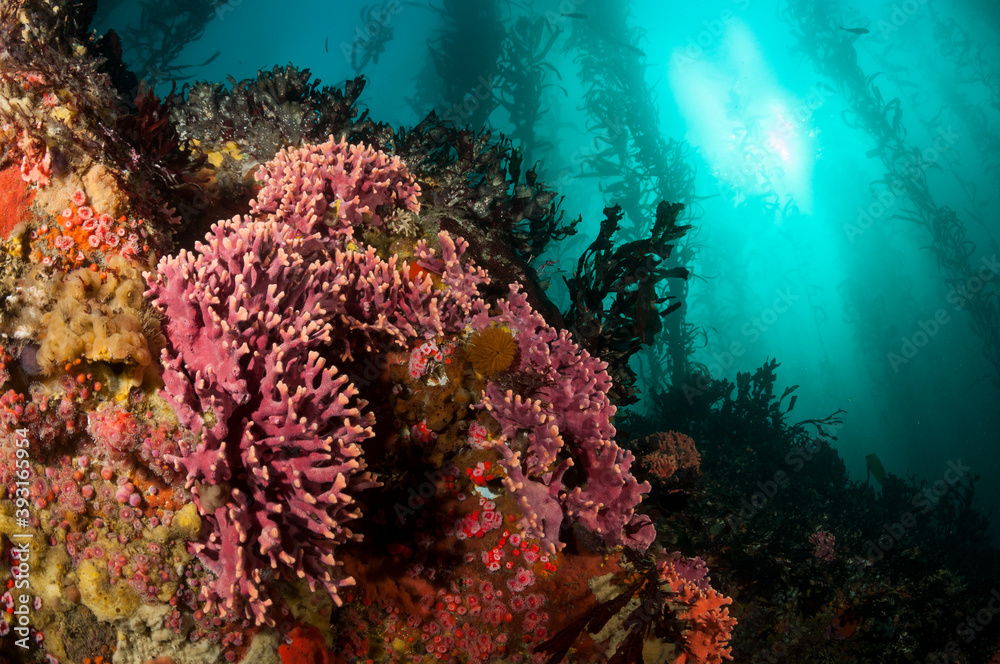 Colorful temperate reef and kelp forest along the central California ...