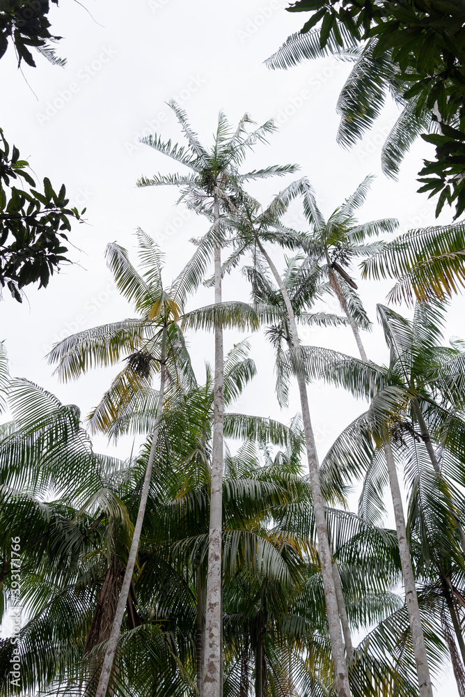 Acai Palm Tree with coconuts on small village in the Amazon Rainforest ...