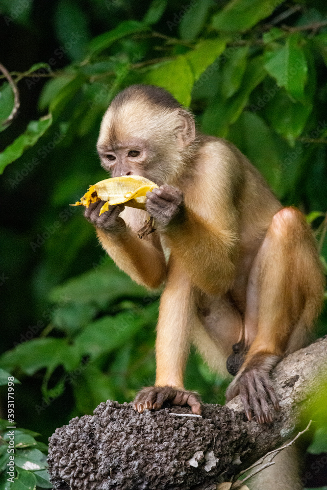Capuchin Monkeys Eating