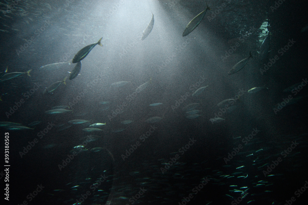 Inside the "open sea" underwater tunnel at the Oregon Coast Aquarium ...