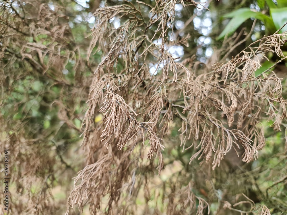 planta seca, morta, sem vida, descuido Stock Photo | Adobe Stock