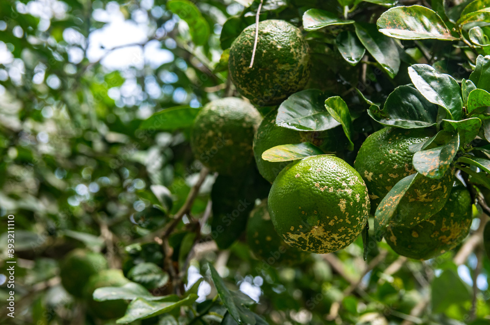 Cultivo de limones verdes en Panamá especiales para hacer refrescos ...