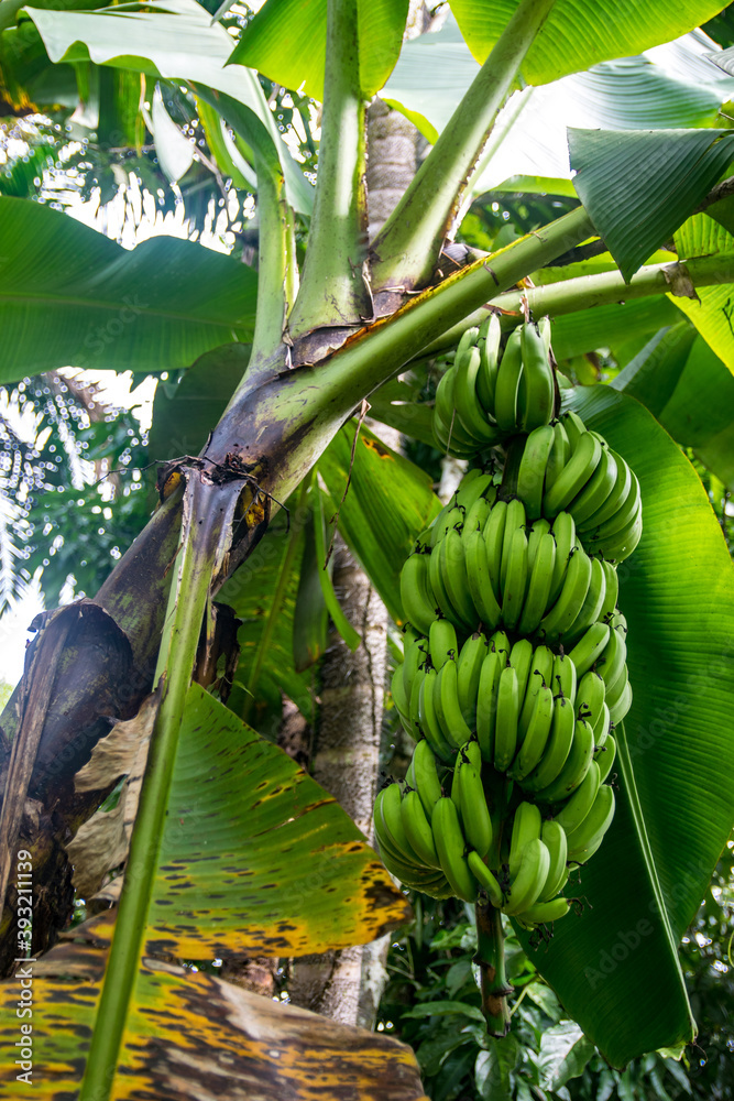 Planta de guineo o bananas en Panamá con su frutos verdes Stock-Foto ...