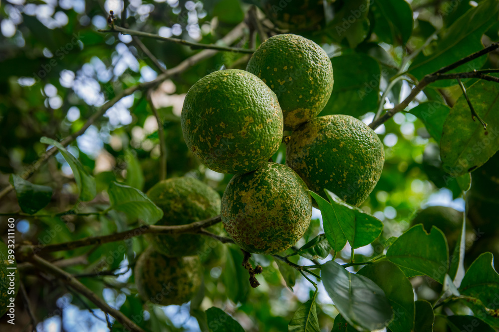 Cultivo de limones verdes en Panamá especiales para hacer refrescos ...