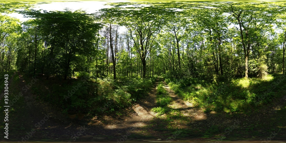 Poster Deep Summer Forest Spherical HDRI Panorama – Wall Art | UkPosters