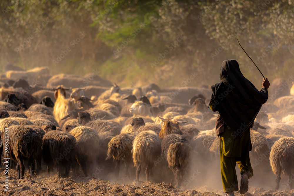 Shepherding is among the oldest occupations and shepherds from ...